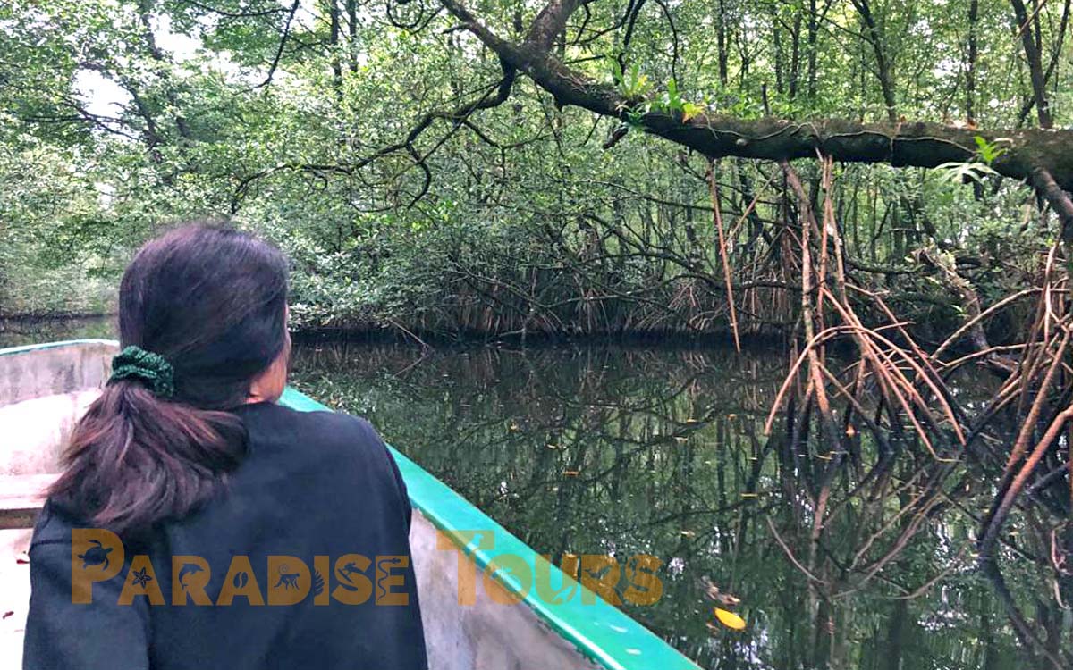 Mangrove Tour Birds & Monkeys - South - São Tomé Paradise Tours